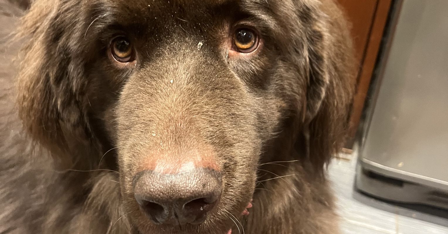 'Step' Is 'Pets' Spelled Backward: Step Toward Empathy | Psychology Today 'Step' Is 'Pets' Spelled Backward: Step Toward Empathy | Psychology Today